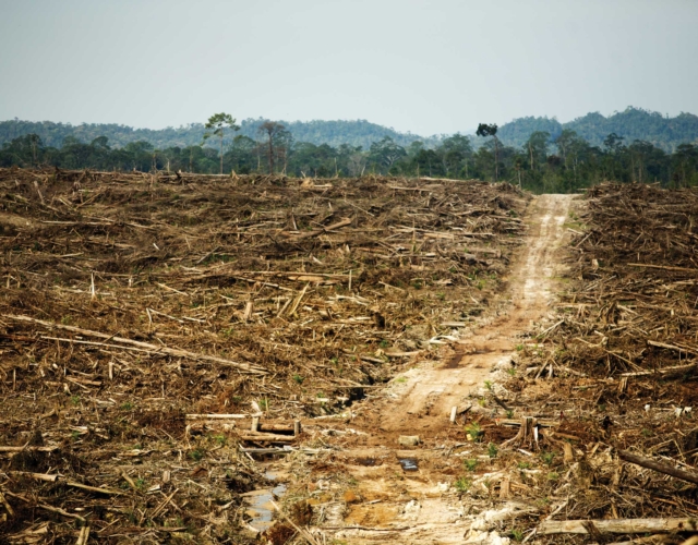 Agriculture drives more than 90% of tropical deforestation – Global Canopy