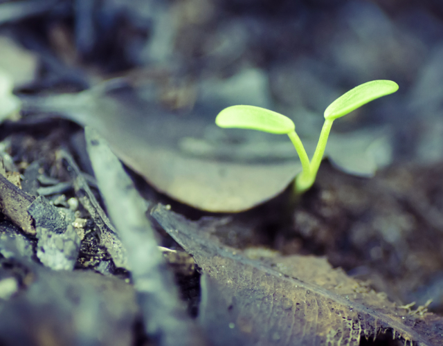 Data points to EU forest law spurring action on key supply chains ...