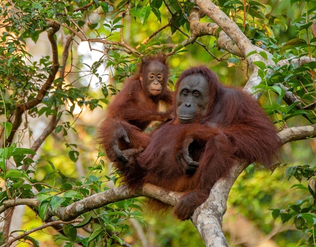Global Canopy Founder, Andrew Mitchell, awarded Royal Geographical ...