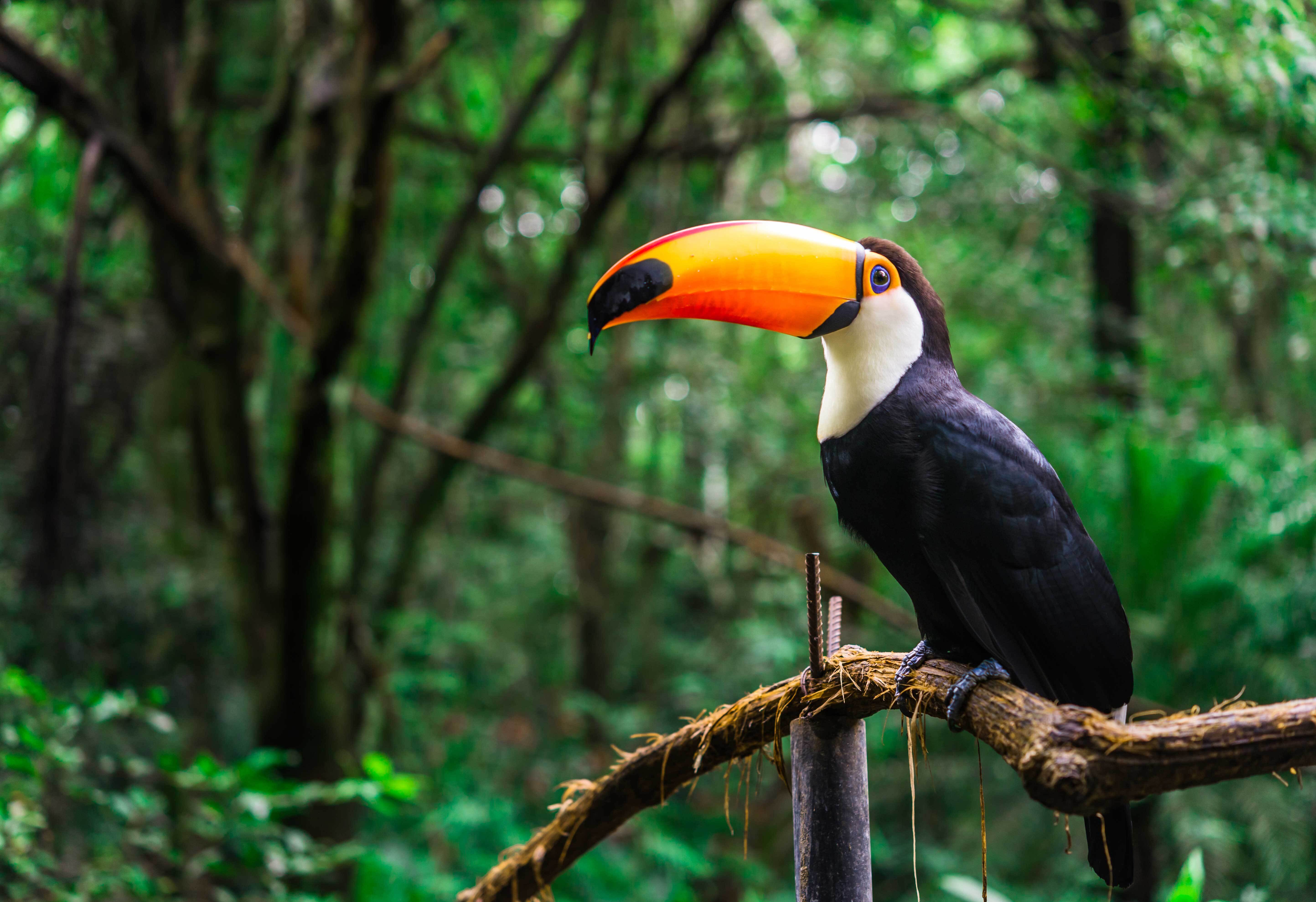 Webinar: Forest IQ launch – Global Canopy