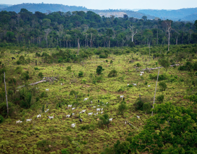 State of Finance for Nature 2026 report launches – Global Canopy