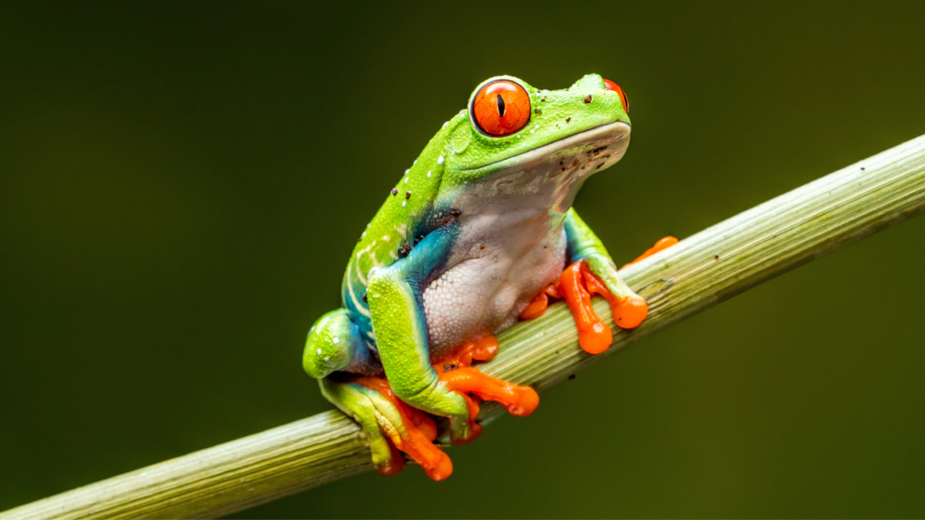 Making the unseen seen – Global Canopy’s year of impact – Global Canopy